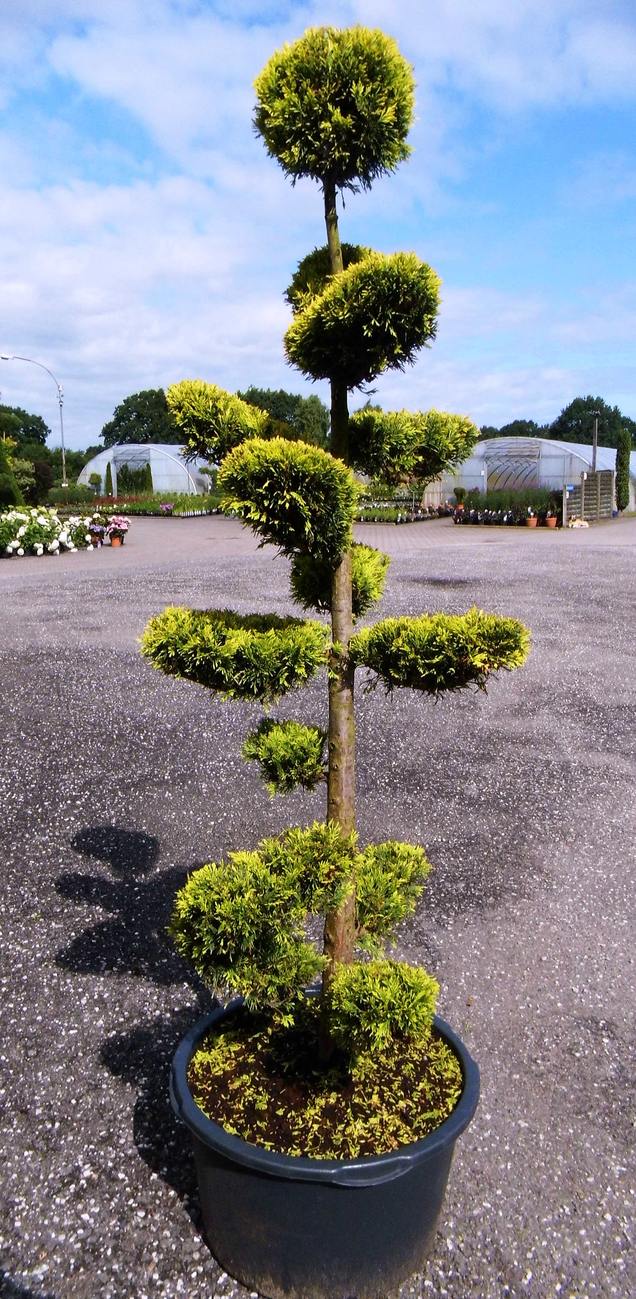 Gelbe Leyland-Zypresse; Baumzypresse Gold Rider; Gelbe Riesenzypresse ...