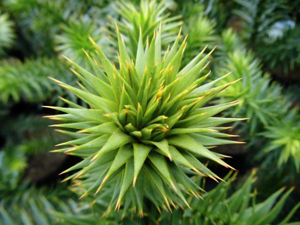 Chilenische Schmucktanne (Araucaria araucana) - Olaf Ramcke Pflanzenhandel
